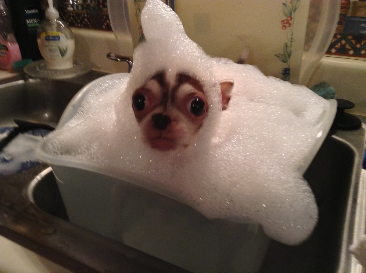Dog Bath Funny Pictures Of Animals