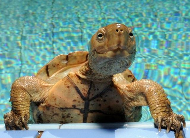 Funny Turtle Funny Turtle